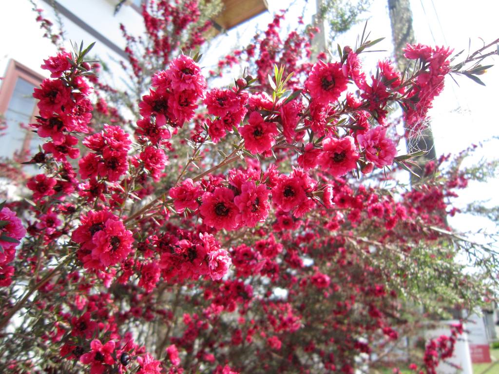Manuka- essa planta tem história pra contar! - Adriano Gronard